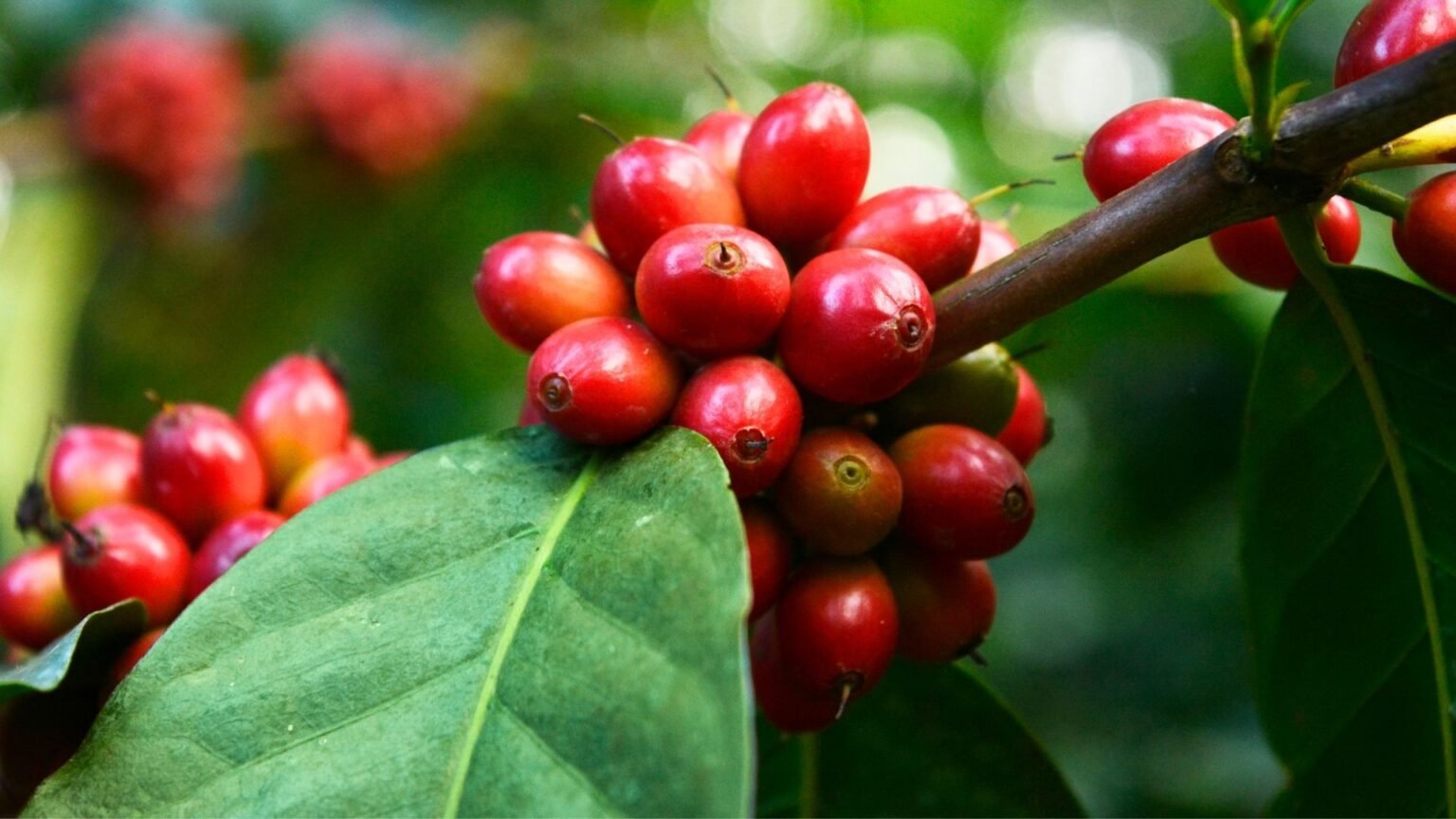 History of Coffee: How Coffee Origin Starts From Goats and Monks