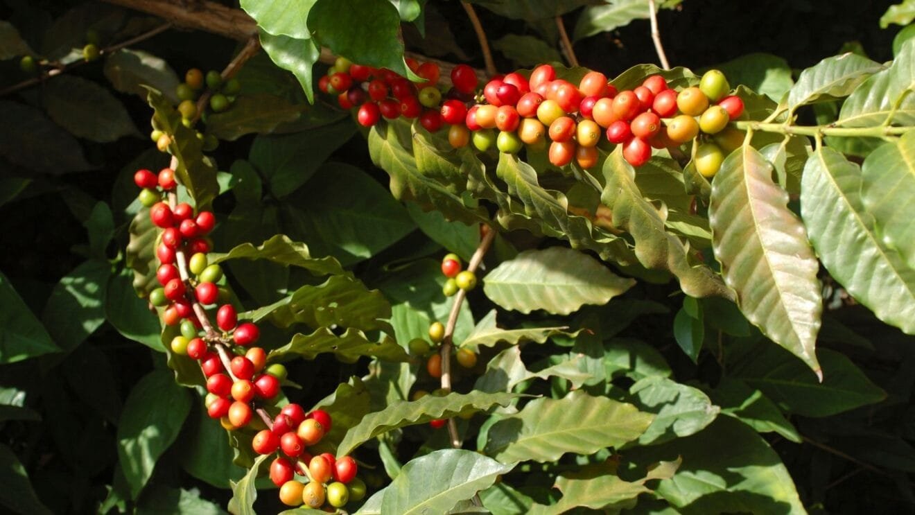 A Simple Guide to Toraja Coffee, The Popular Indonesian Coffee